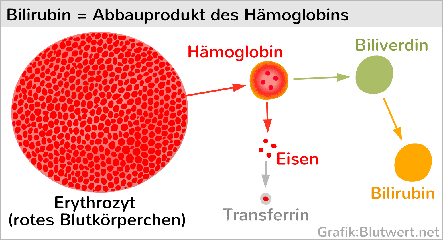 Bilirubin-Wert (tBil) zu hoch: Hyperbilirubinämie